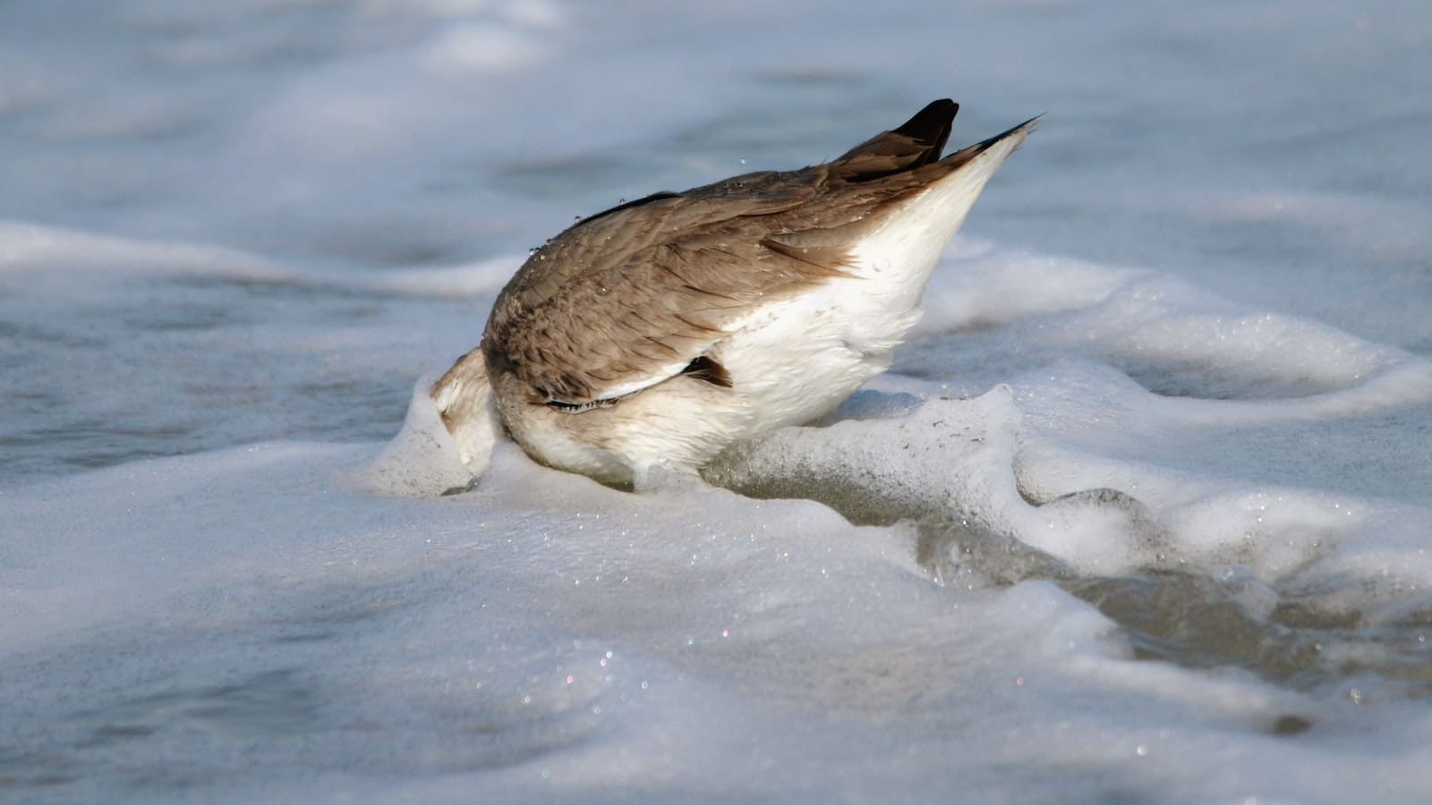 Piper And Scoot | Teachers Discount Club