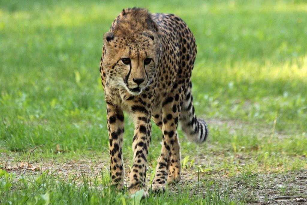 Southwick Zoo | Teachers Discount Club