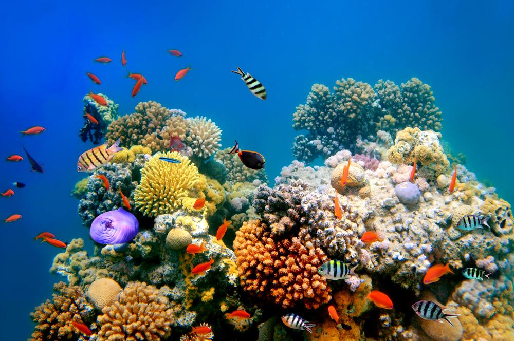 Sealife | Teachers Discount Club