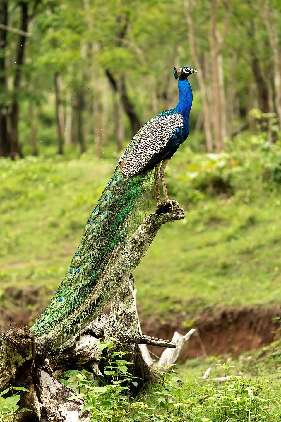 Peacock | Teachers Discount Club