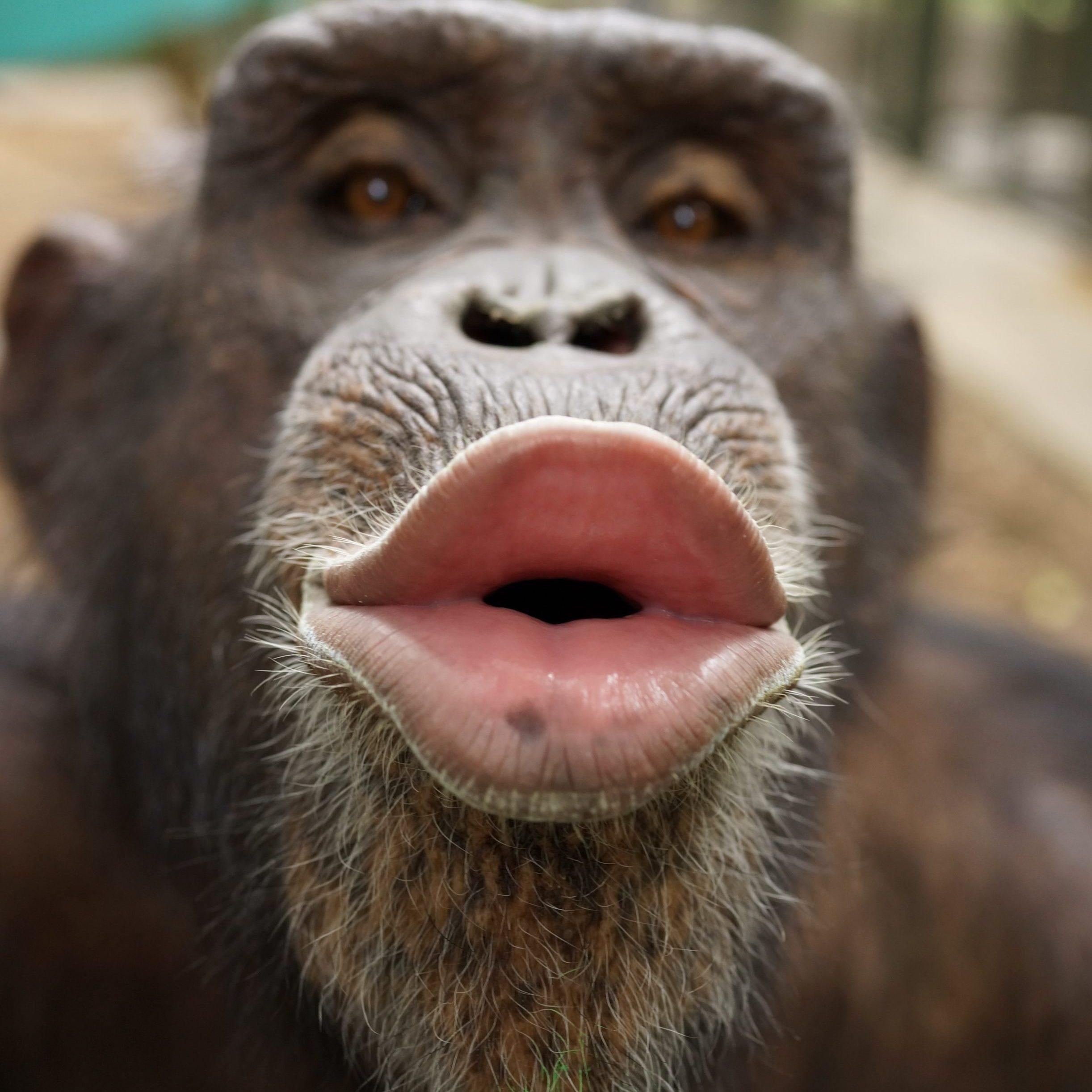 Go Ape | Teachers Discount Club